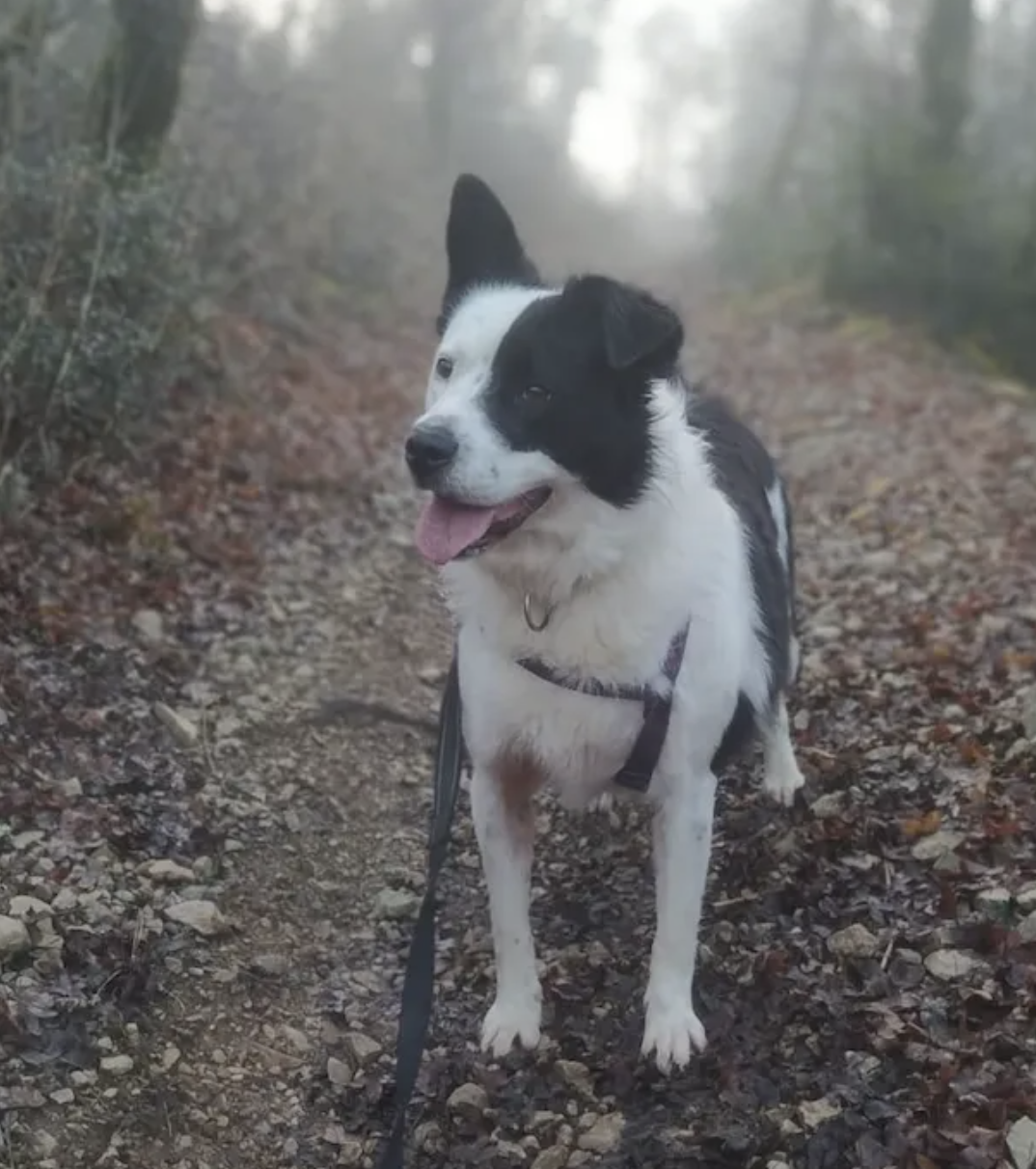 Chipie - Refuge Canin Lotois
