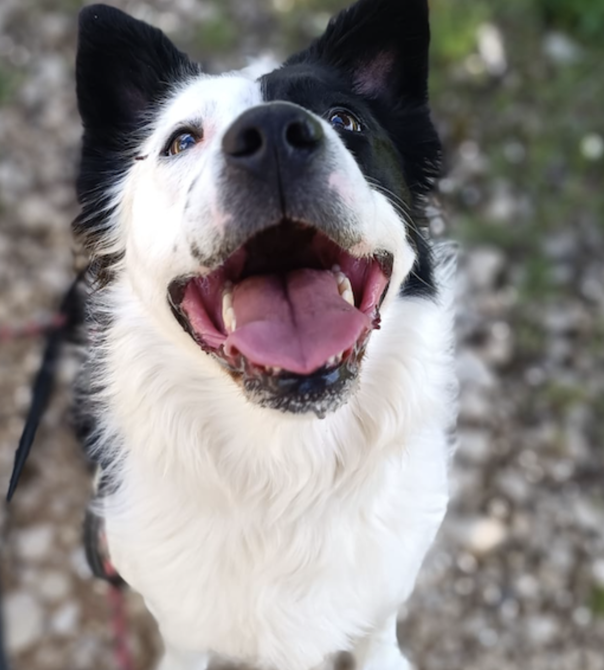 Chipie - Refuge Canin Lotois